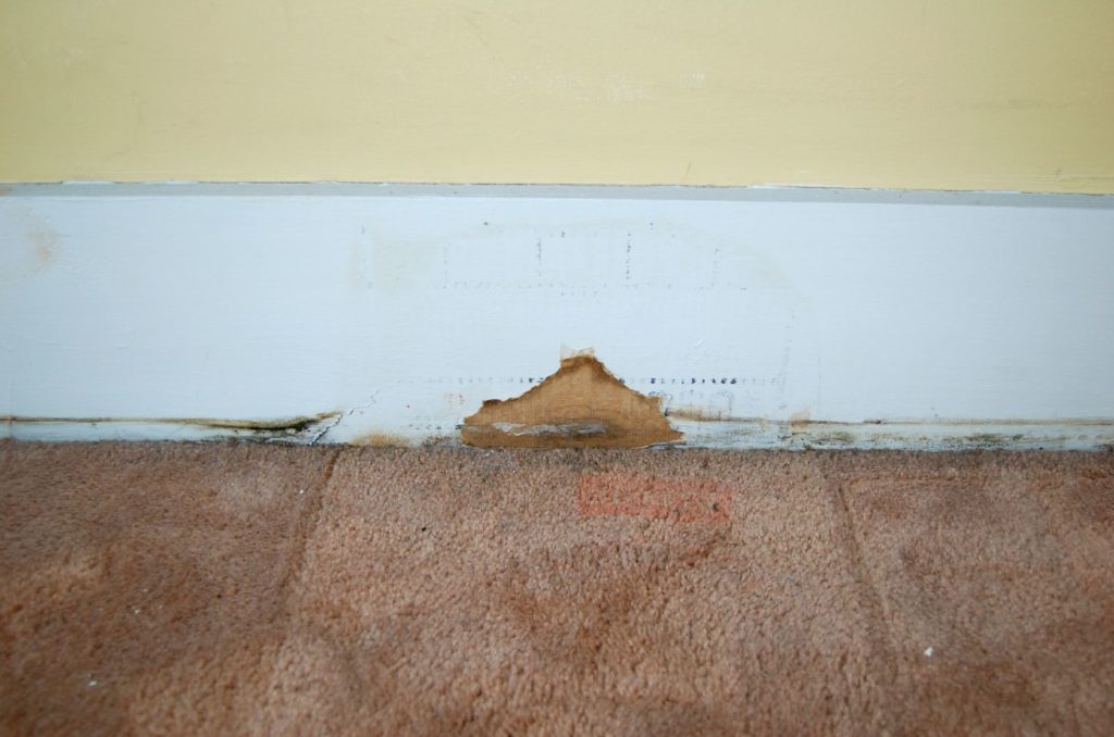 Mold in RV/Trailer/Camper/Mobile Home Walls and Ceiling - The Mold Hound